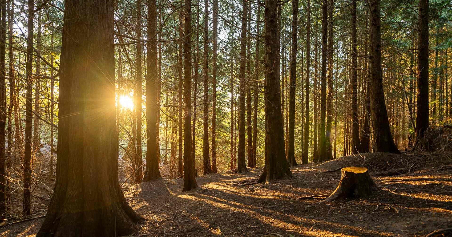 Bad Grund im Harz - Harzer Tourismusverband e.V.